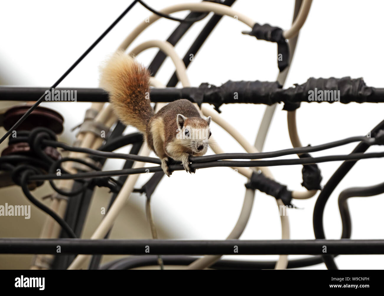Squirrel on electric cable hi-res stock photography and images - Alamy