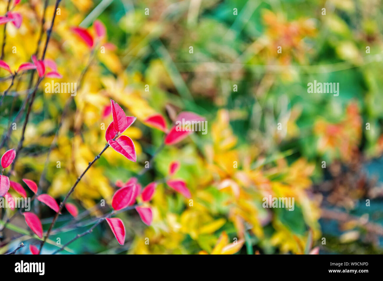 Red and colorful leaves branch close up. Autumn leaf color phenomenon ...