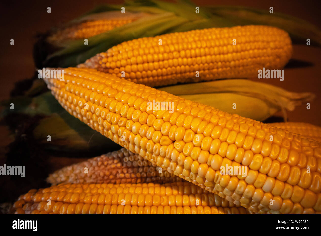 Tallo de maiz hi-res stock photography and images - Alamy