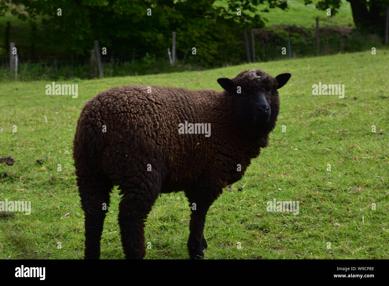 Cute brown romney sheep in a green grass field Stock Photo - Alamy