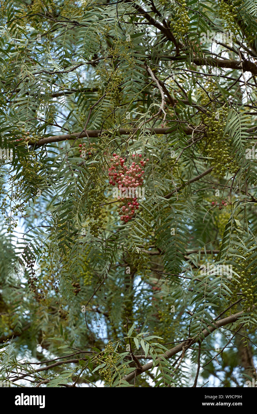 False pepper tree hi-res stock photography and images - Alamy