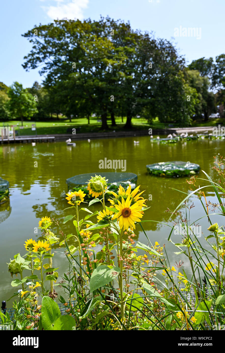 Rain water ponds hi-res stock photography and images - Alamy