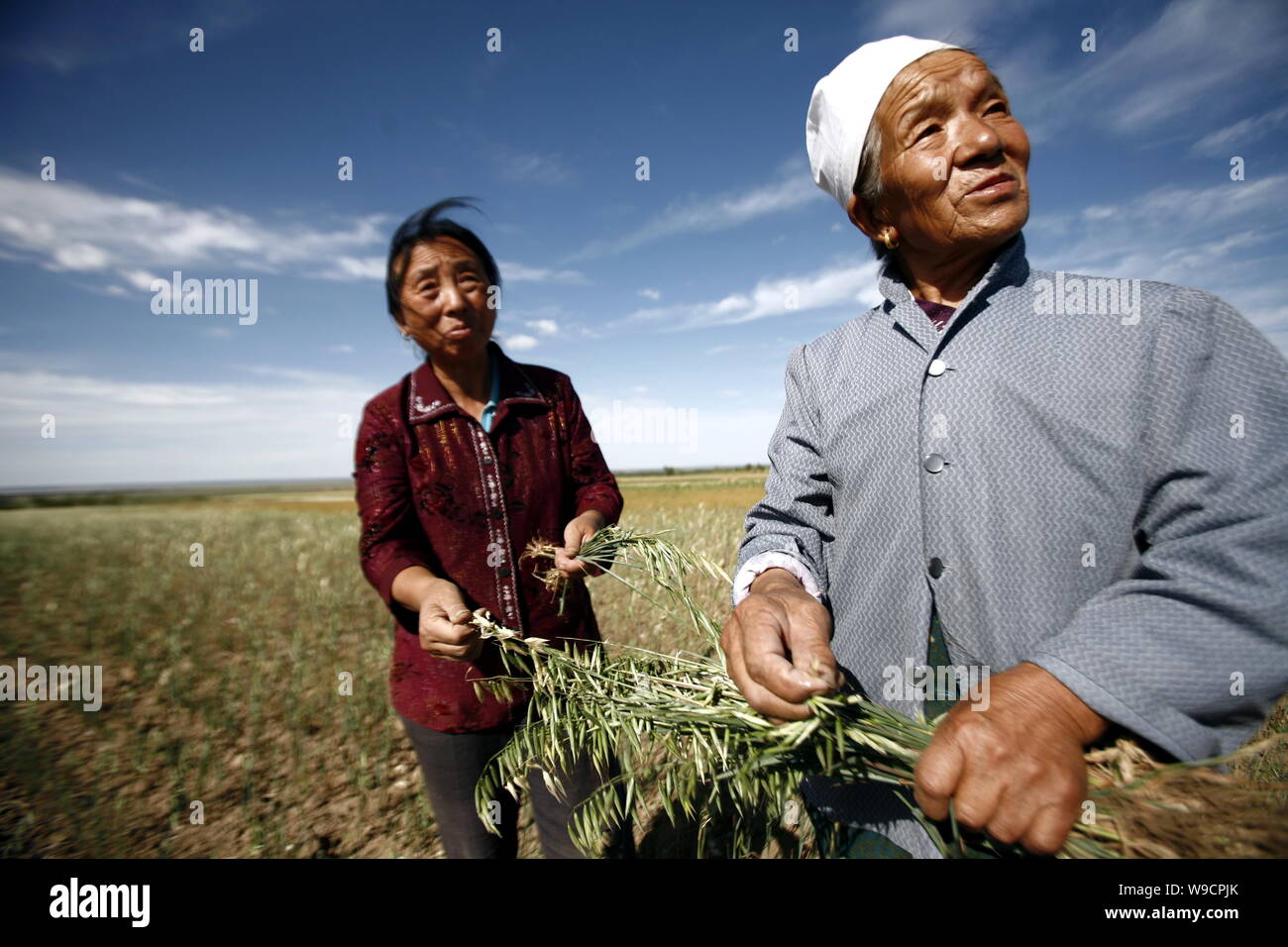 Chinese farmers remove withered wheat from their dried-up fields during ...