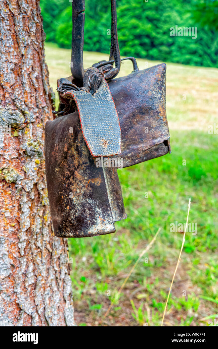 Cow with big bell hi-res stock photography and images - Alamy
