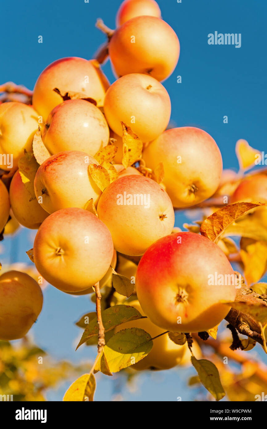 Autumn Apples Harvesting Season Rich Harvest Concept Apples Yellow