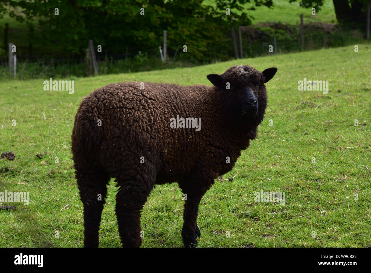 Adorable brown romney sheep in a grass field in England Stock Photo - Alamy