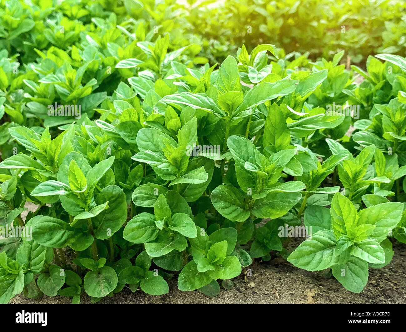 Fresh leaves of green young mint grow in the garden. Natural wallpaper ...