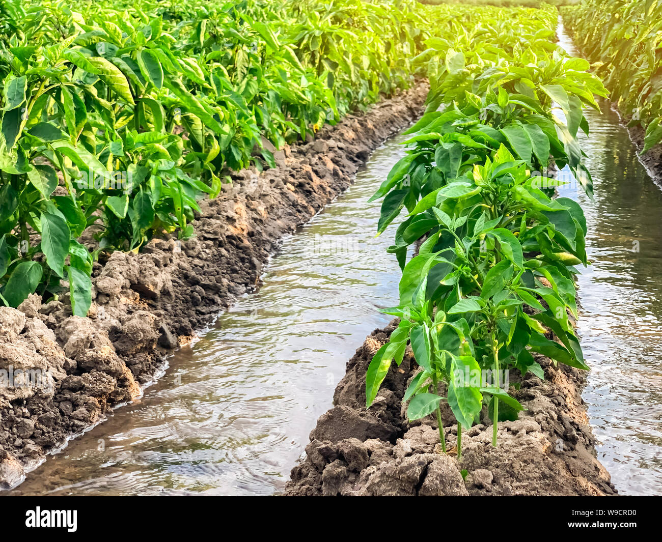 Irrigation of pepper plantations in the field. Traditional natural ...