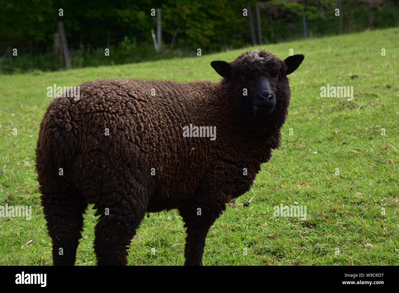 Romney Sheep High Resolution Stock Photography and Images - Alamy