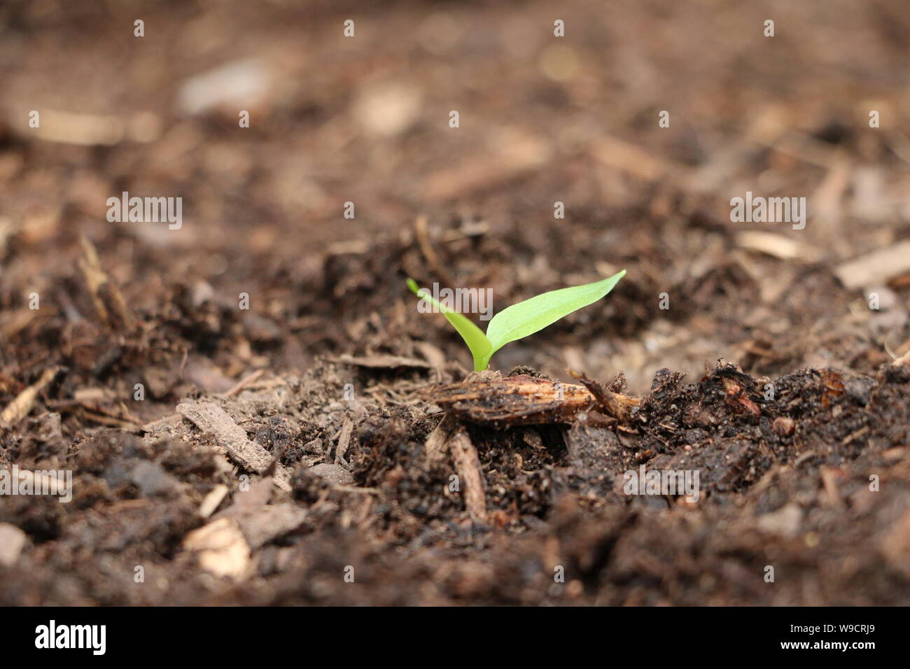 Plant sprouting from dirt hi-res stock photography and images - Alamy