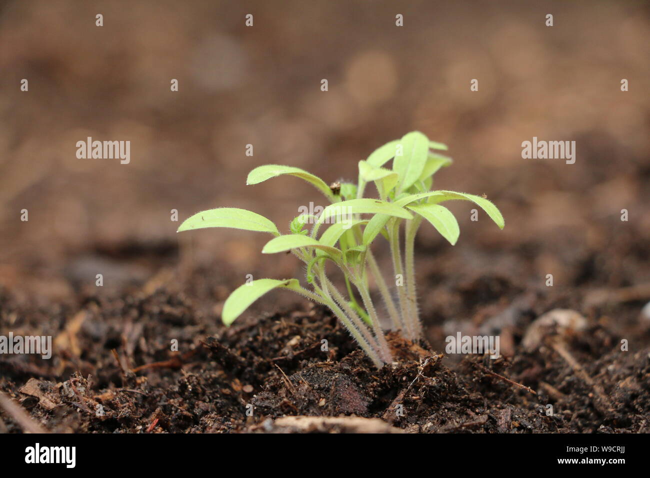 Carrot Seeds Sprouting from the Ground Stock Photo - Alamy