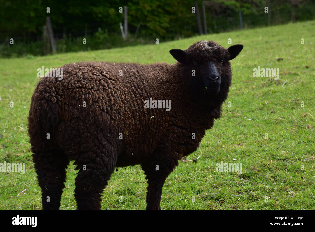Flock of romney sheep hi-res stock photography and images - Alamy
