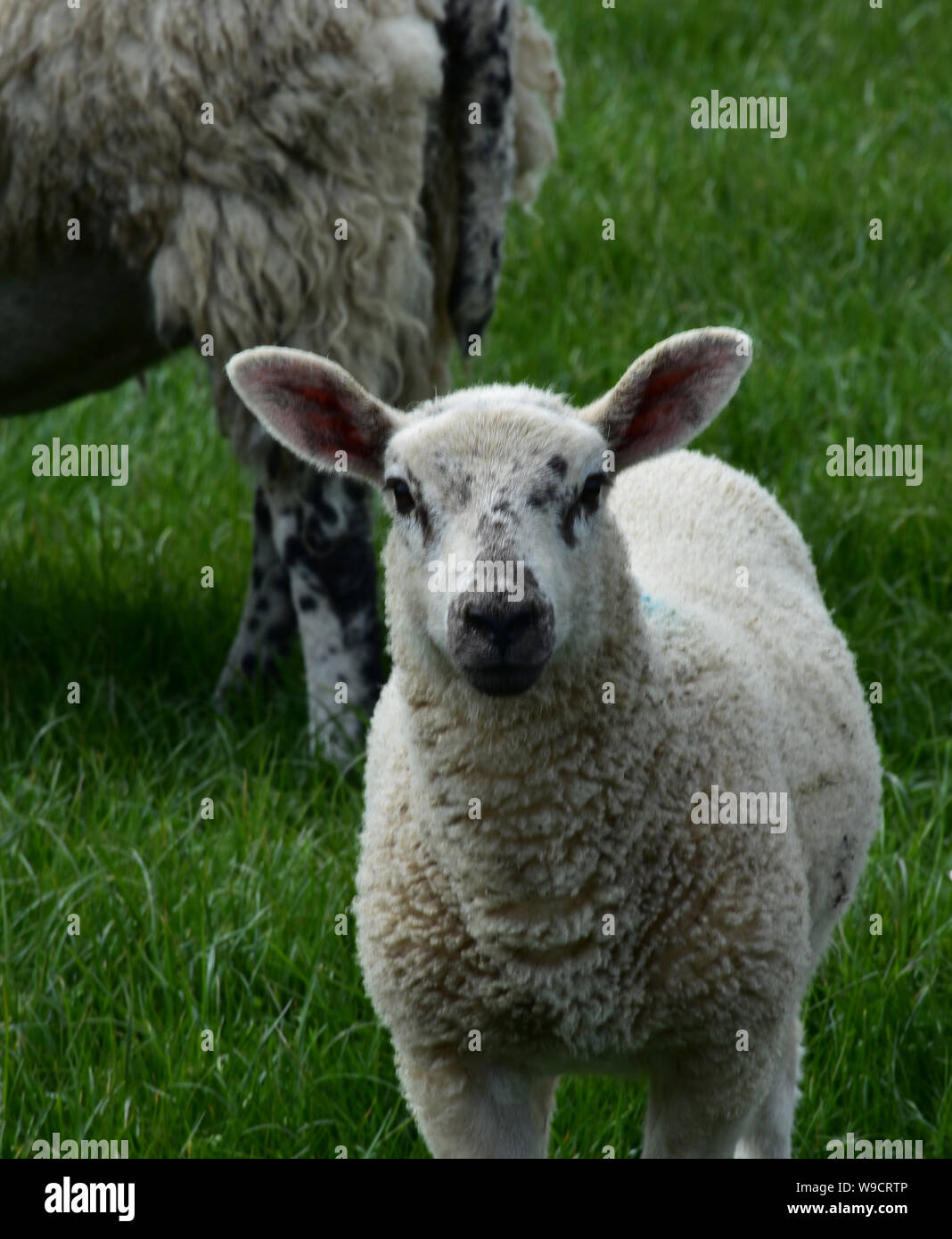 Cute white sheep with black speckles on his face in England Stock Photo ...