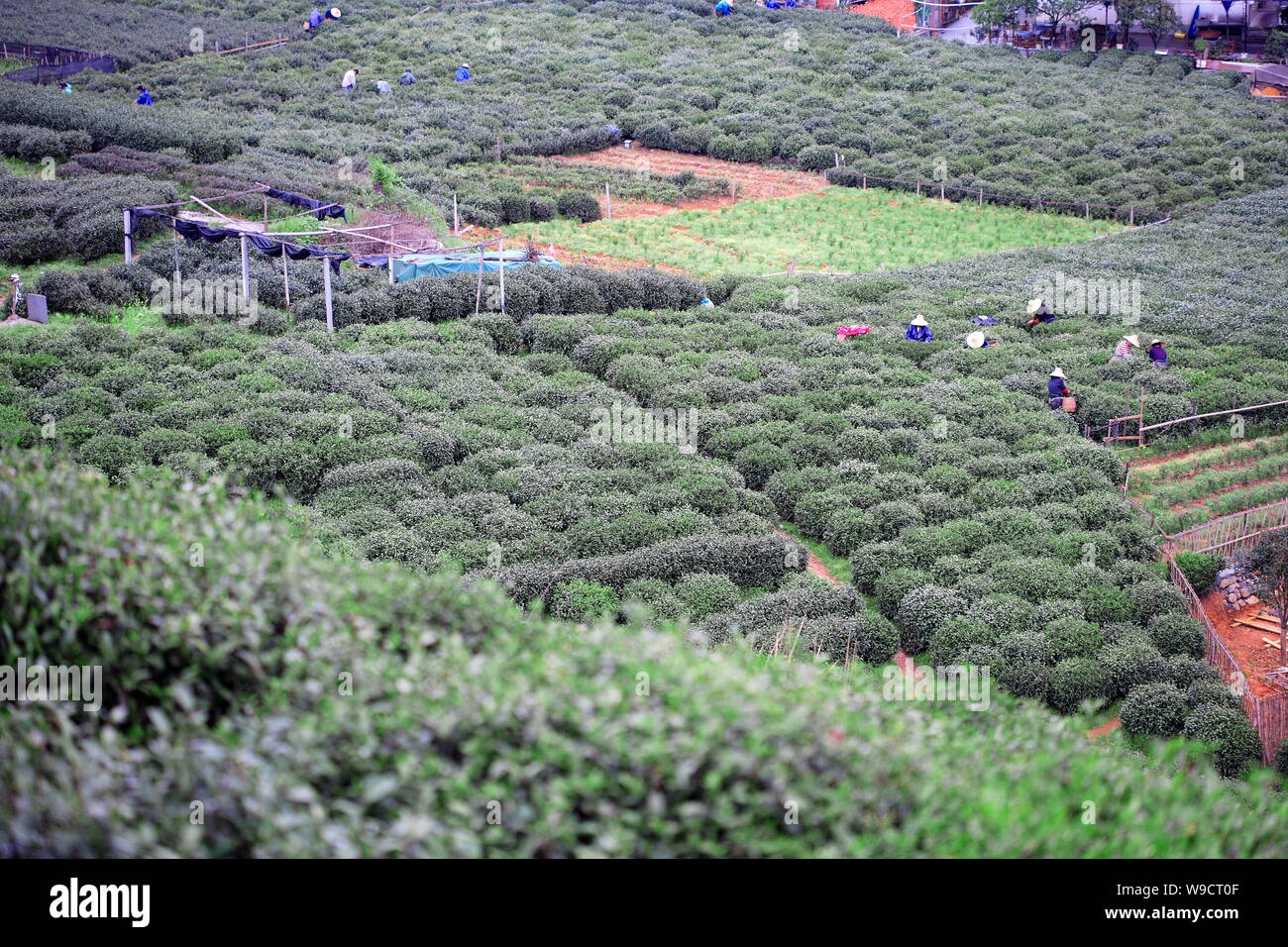 View of a tea farm in Hangzhou, east Chinas Zhejiang province, April 13 ...