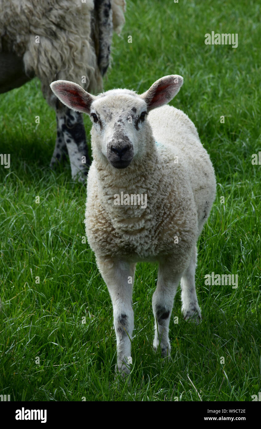 Beulah sheep hi-res stock photography and images - Alamy