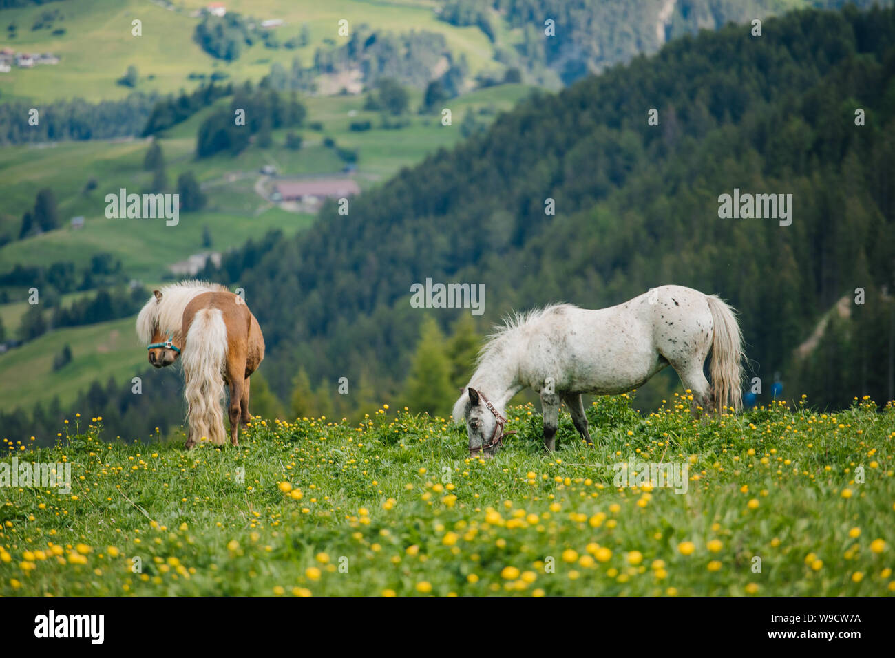 pony or small horse eating grazing on green grass in the Alps Stock ...