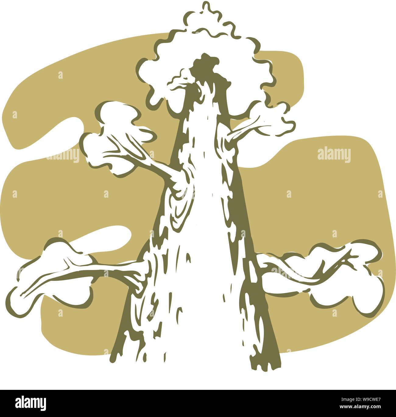 Tall tfir ree looking up the full length of it from the bottom of the ...