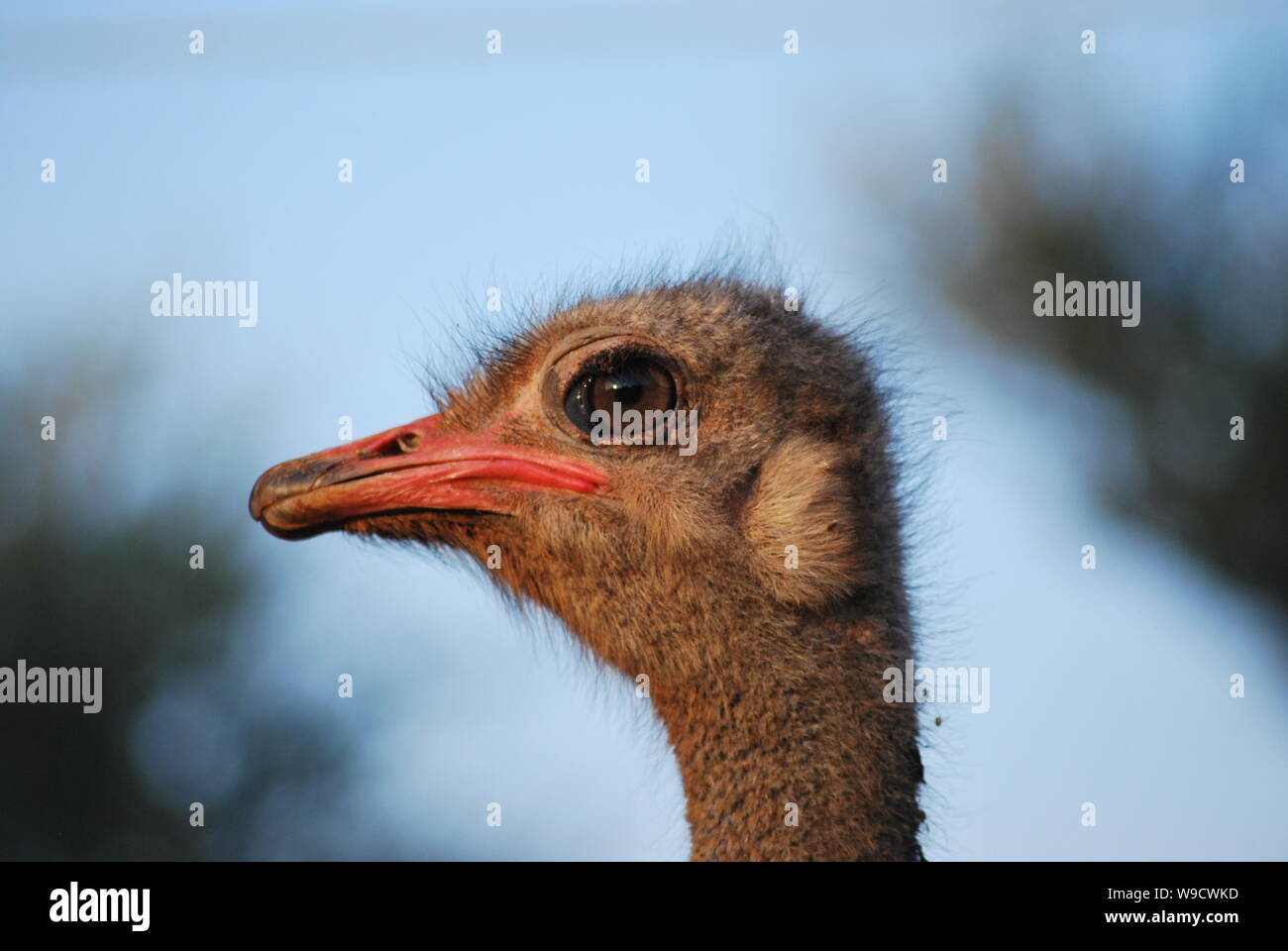 The closeup face of an Ostrich Stock Photo - Alamy