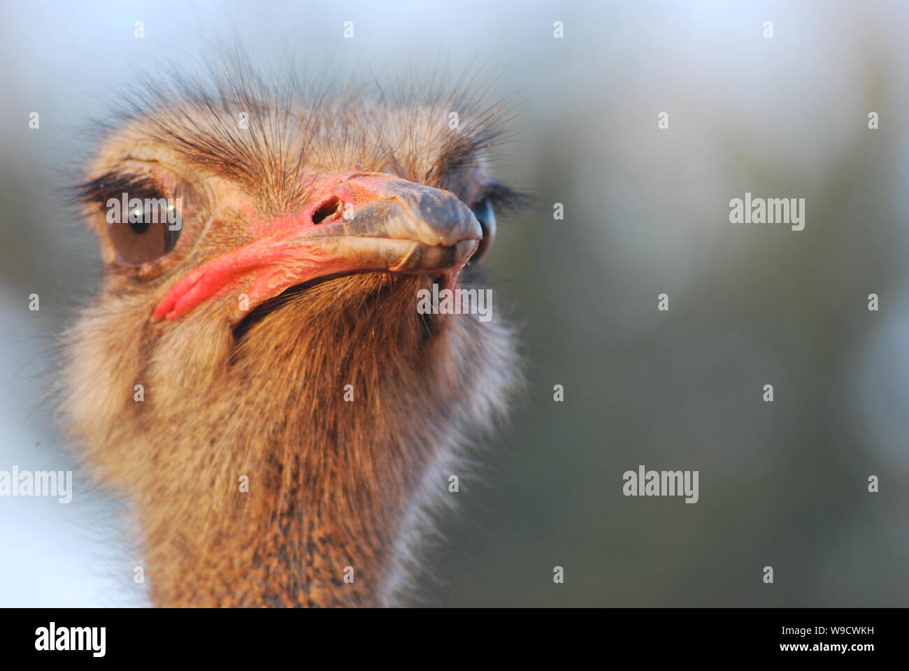The closeup face of an Ostrich Stock Photo - Alamy