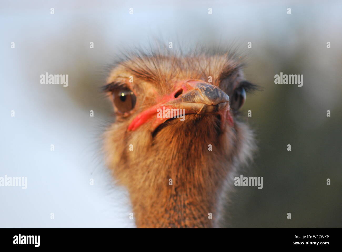 The closeup face of an Ostrich Stock Photo - Alamy