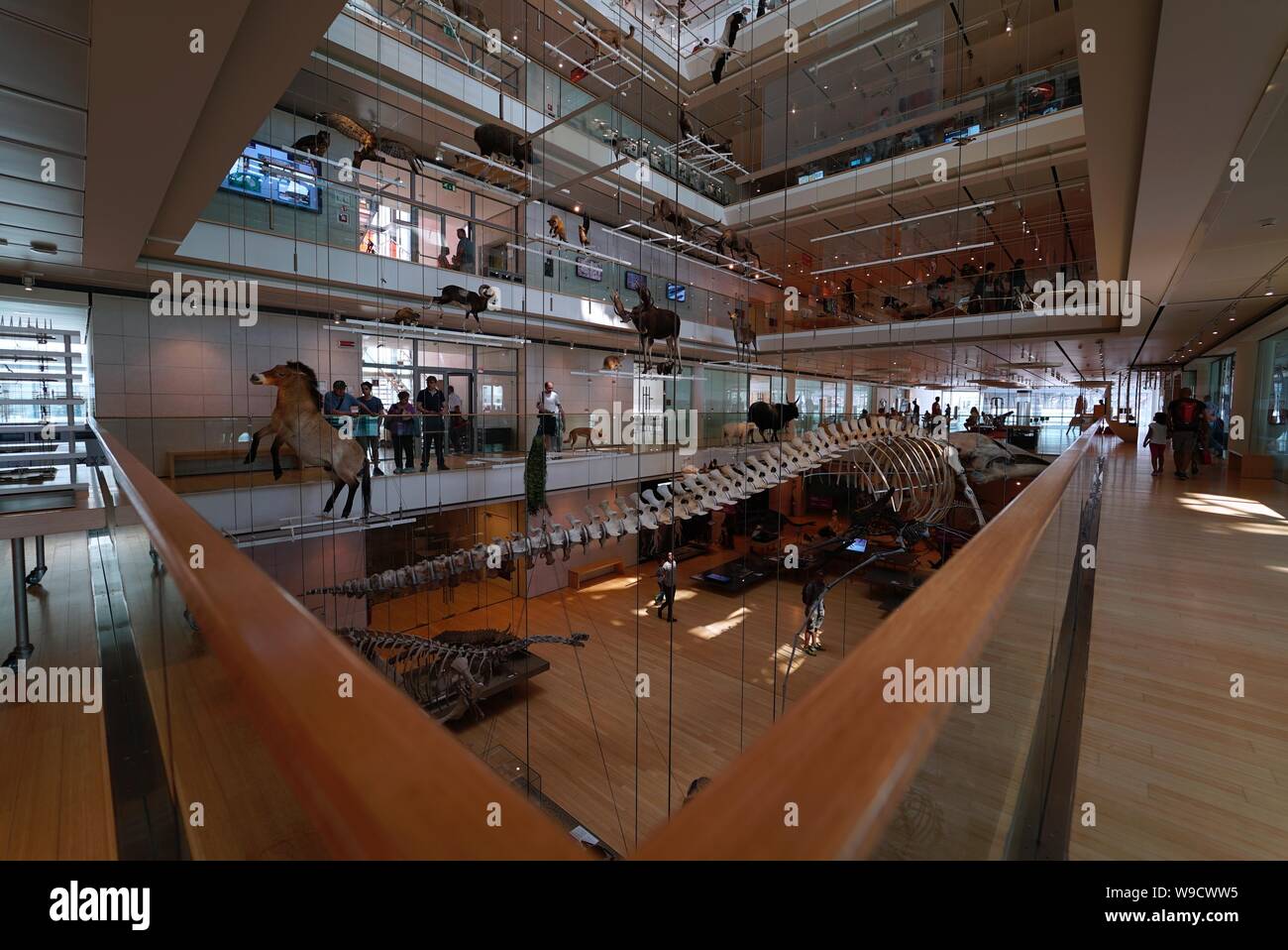 Modern bird skeleton hi-res stock photography and images - Alamy