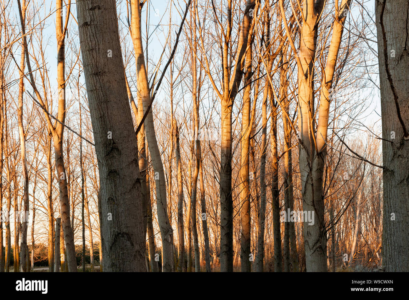 trees in the lake Stock Photo - Alamy