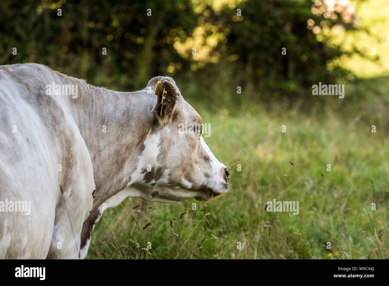 Cow flies hi-res stock photography and images - Alamy