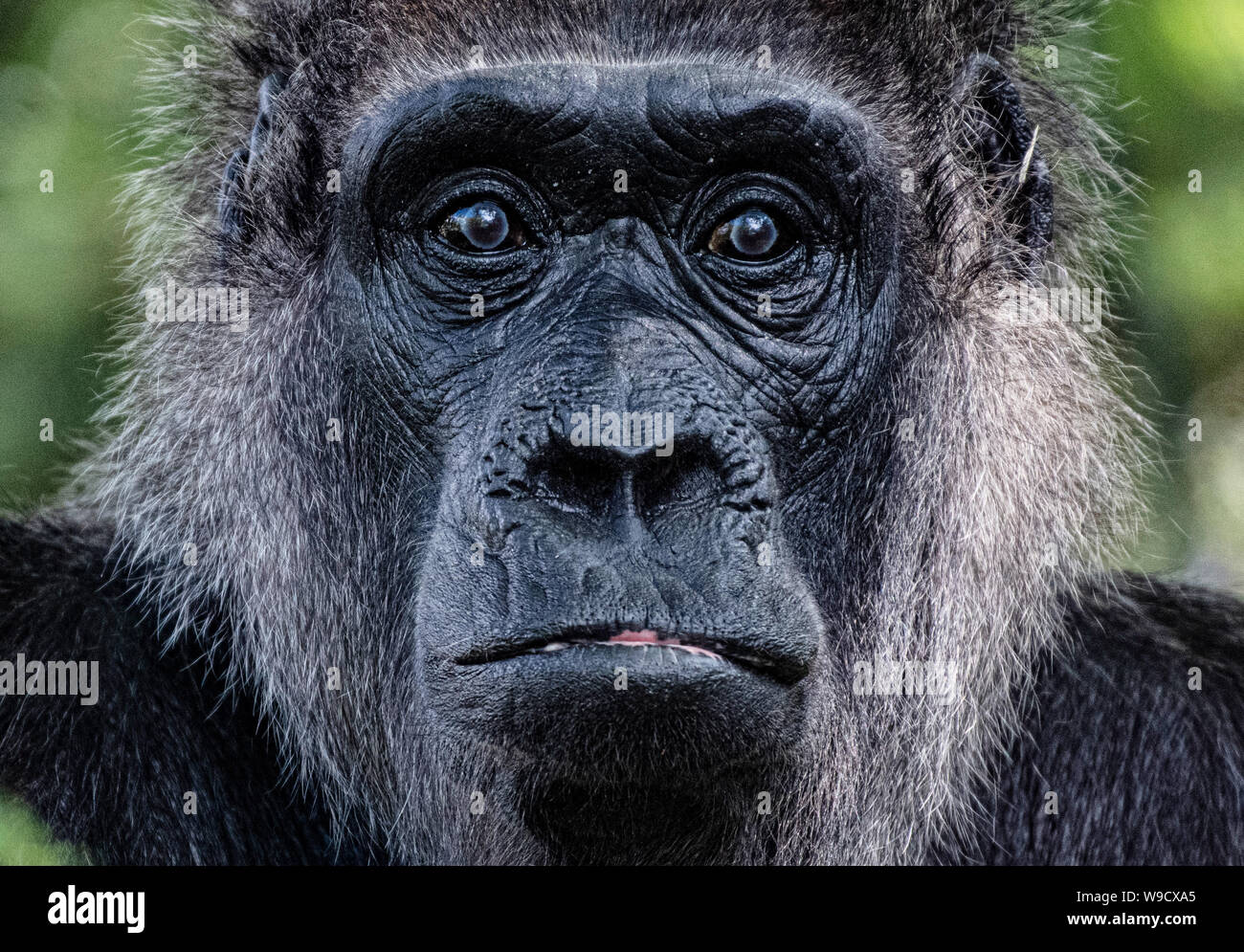 Gorilla lady fatou hi-res stock photography and images - Alamy