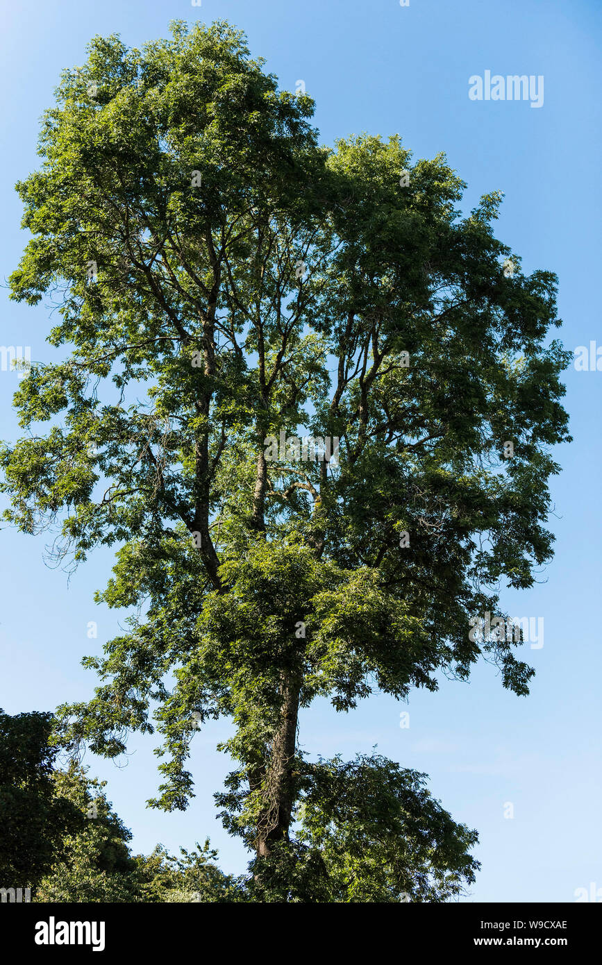 Tall tree old hi-res stock photography and images - Alamy