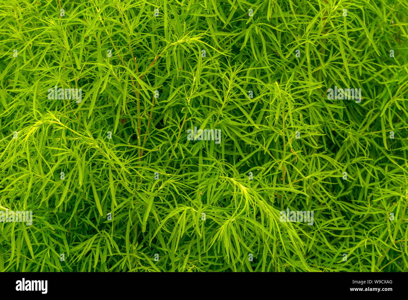 Kochia hi-res stock photography and images - Alamy