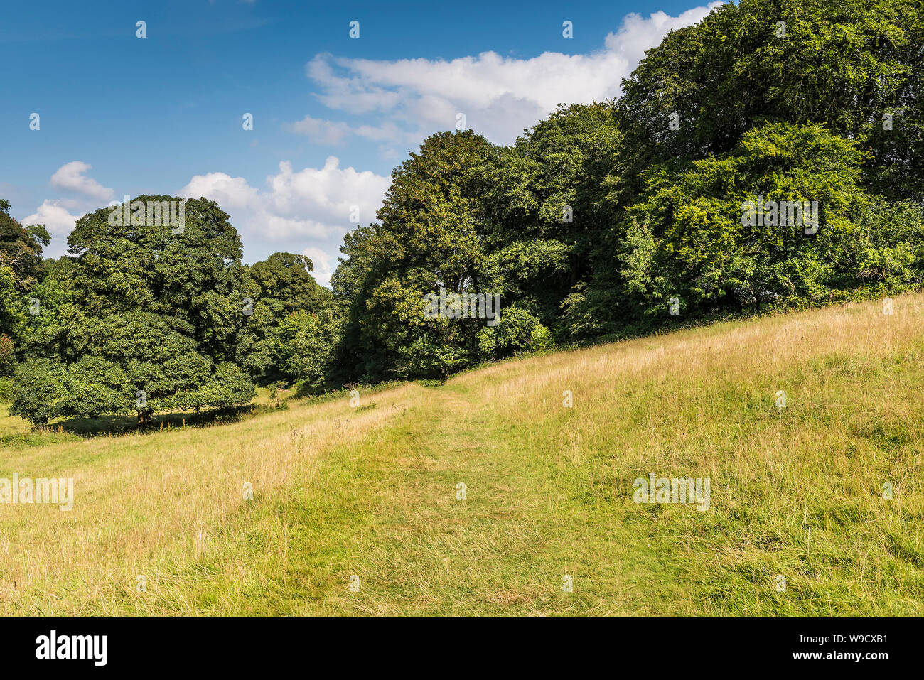 A meadow in the Quantock Hills in Somerset, England, UK Stock Photo - Alamy