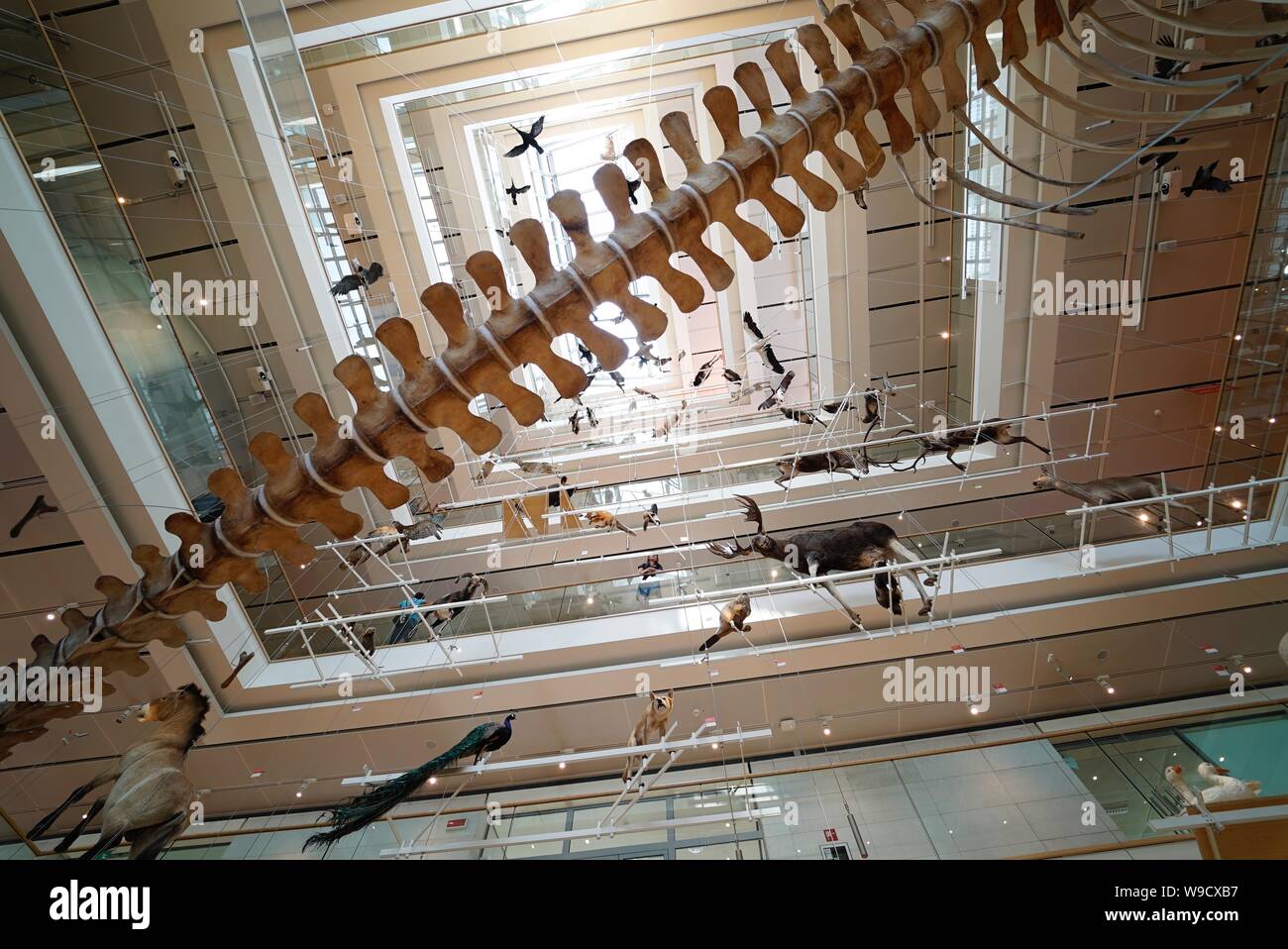 Primate and pachyderm taxidermy hi-res stock photography and images - Alamy