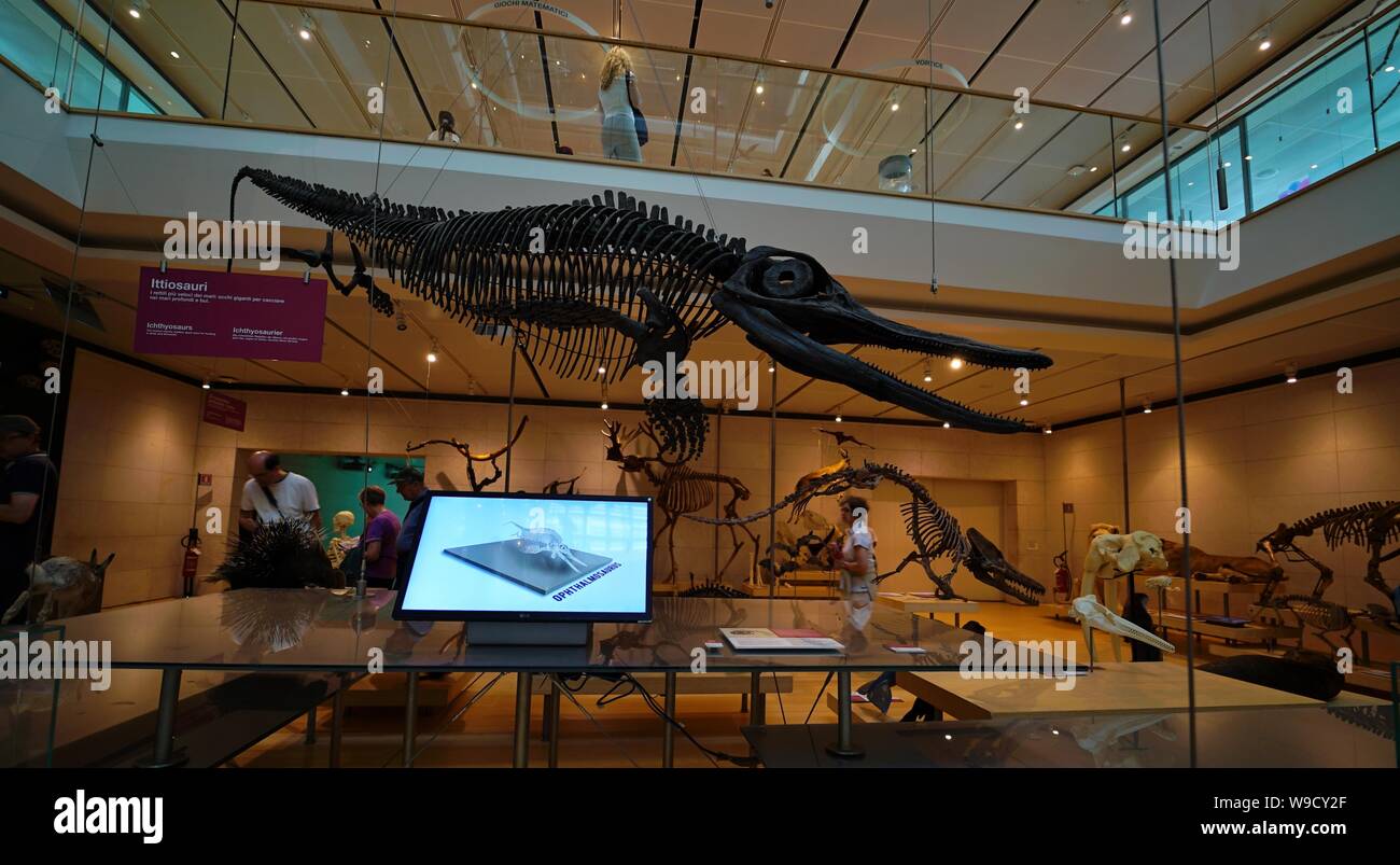 Primate and pachyderm taxidermy hi-res stock photography and images - Alamy