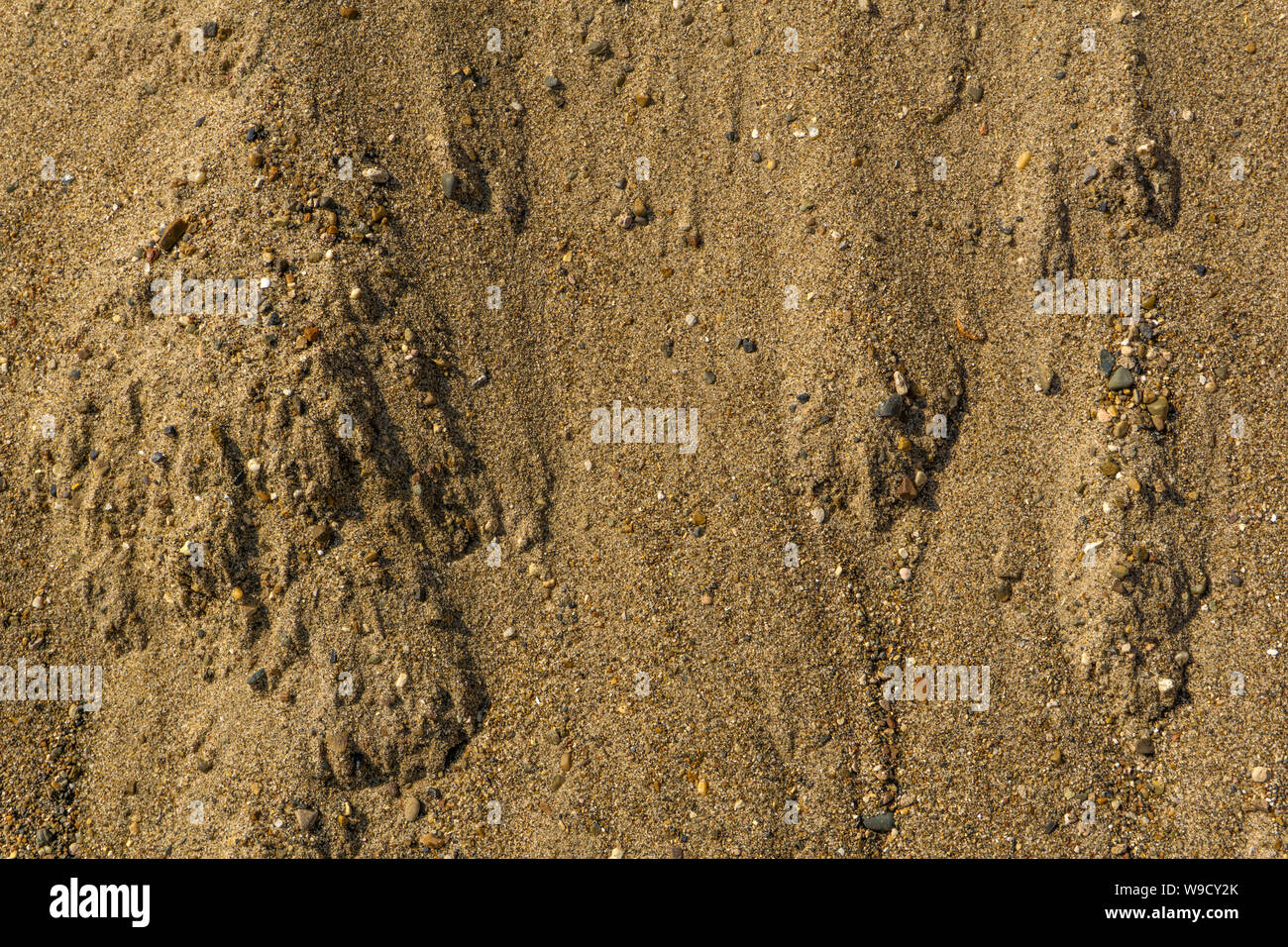 background, texture - yellow river sand with small pebbles Stock Photo ...