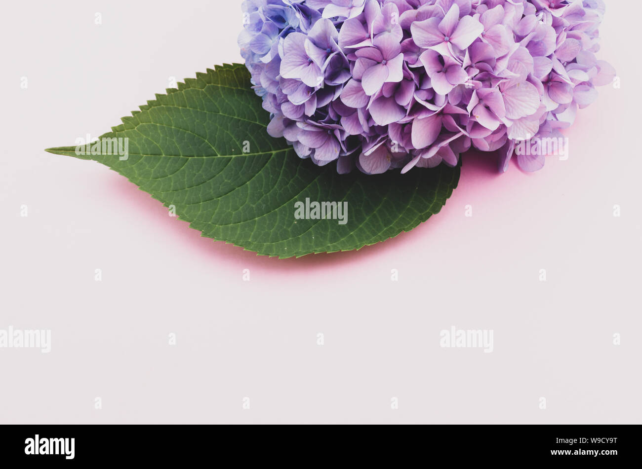 purple pink hydrangea flower head on a pink surface background Stock ...