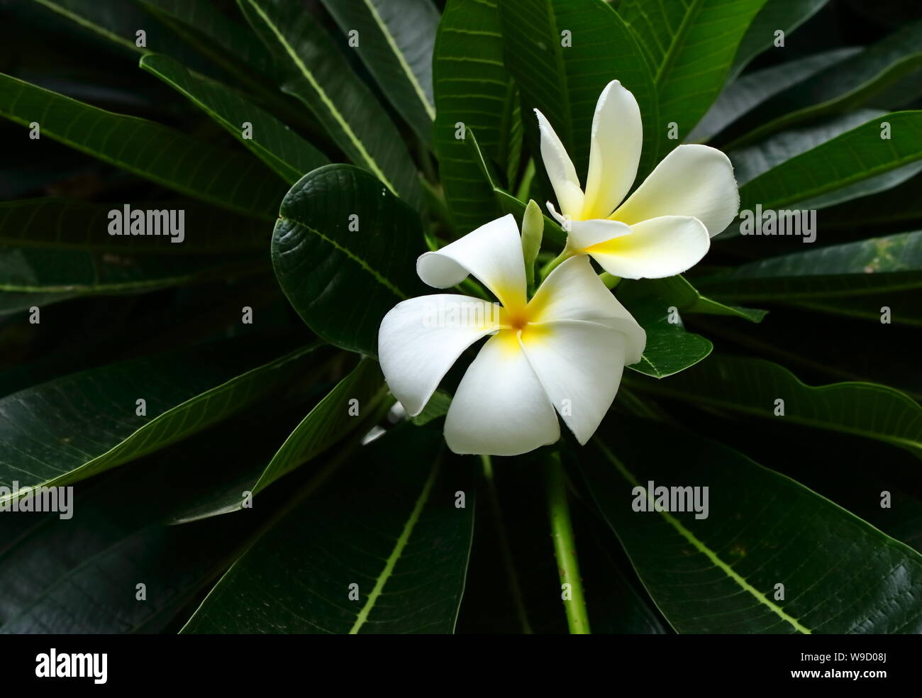 Radial leaf hi-res stock photography and images - Alamy