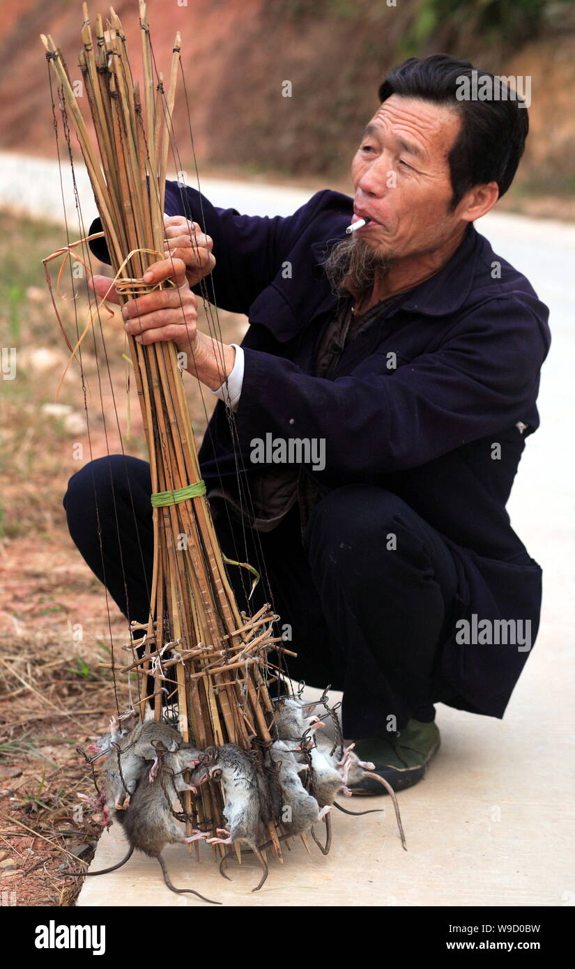 A Chinese farmer of Dong ethnic minority group shows bundles of mice he ...