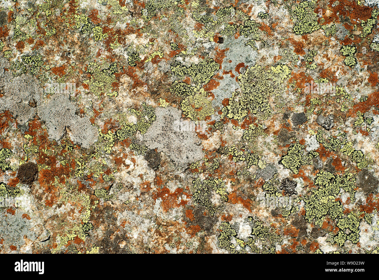 background, texture - surface of wild stone, covered with multi-colored ...