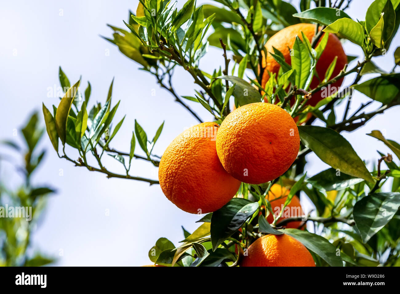 Orange tree branch with close-up ripe fruits in sunlight and blue sky ...
