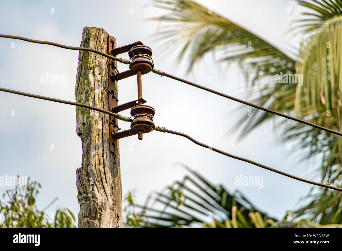The old wooden pole with wires power line in tropical nature with palm ...