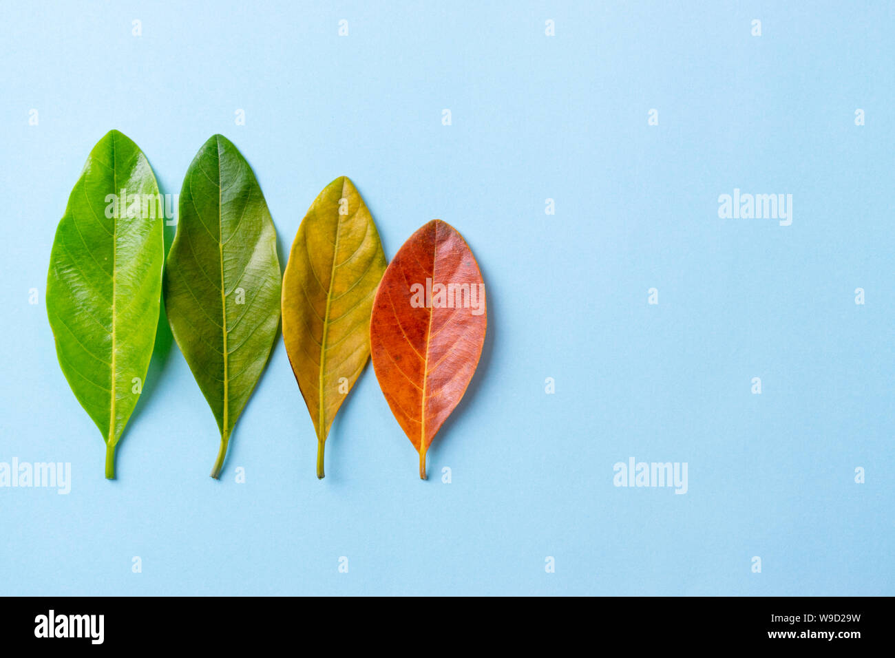 Autumn leaves colorful rainbow color gradient summer autumn season ...