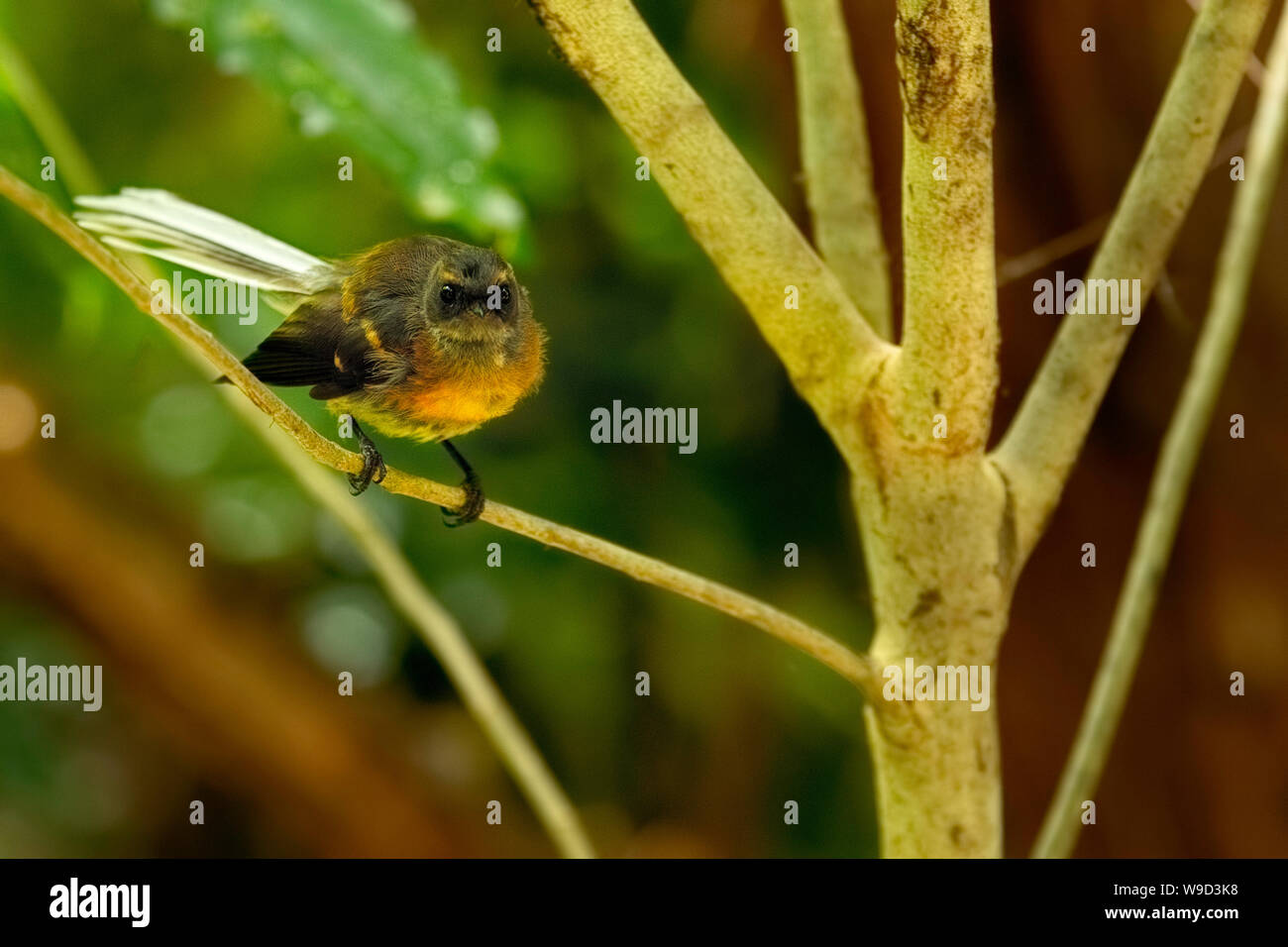 An aggresive fantail takes exception walkers along the Abel Tasman ...