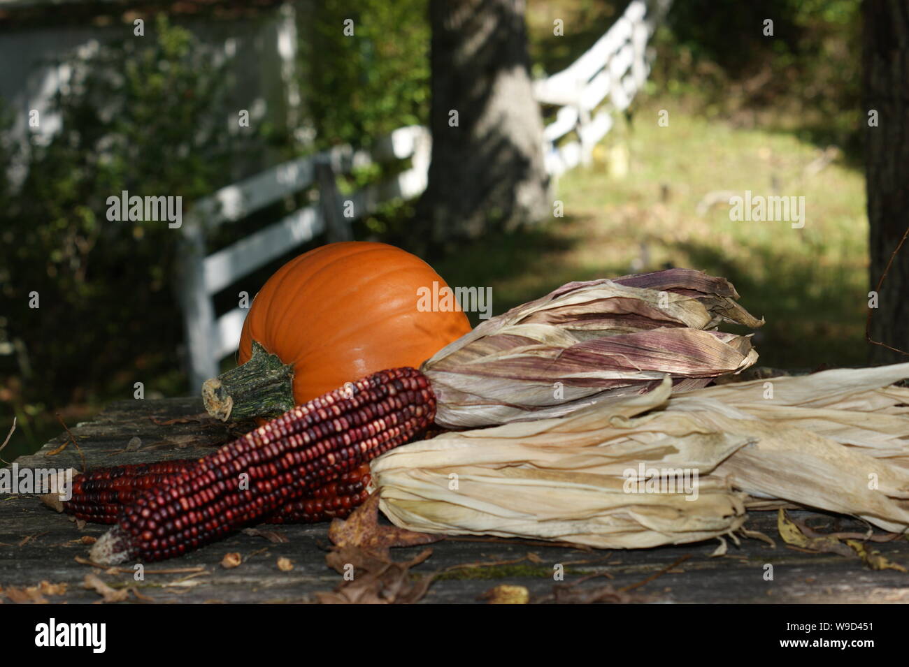 Indian corn pilgrims hi-res stock photography and images - Alamy