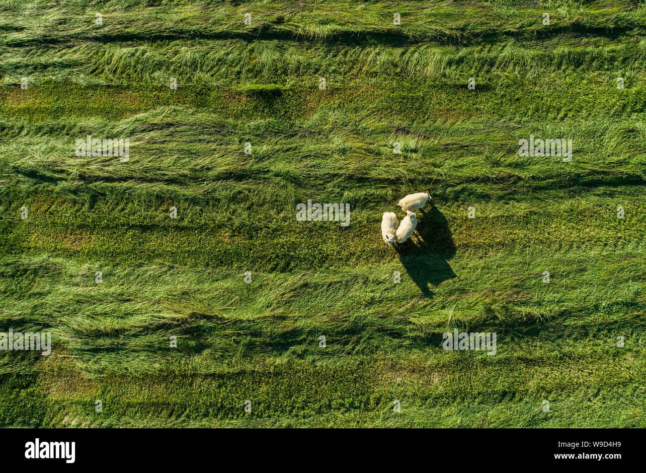 Aerial shot of sheep hi-res stock photography and images - Alamy
