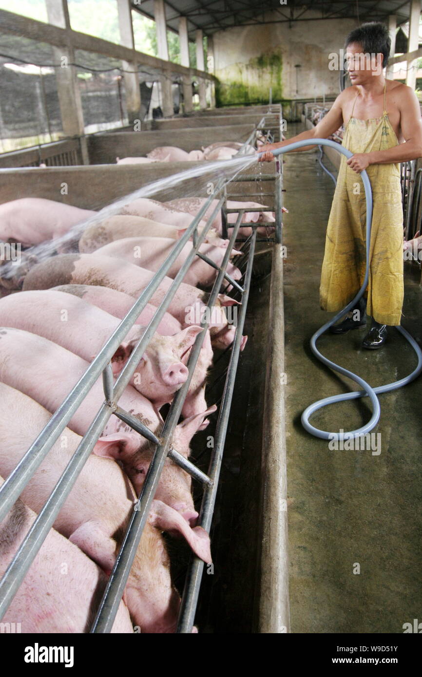 --FILE--A Chinese farmer sprays water to clean pigs at a pig farm in ...