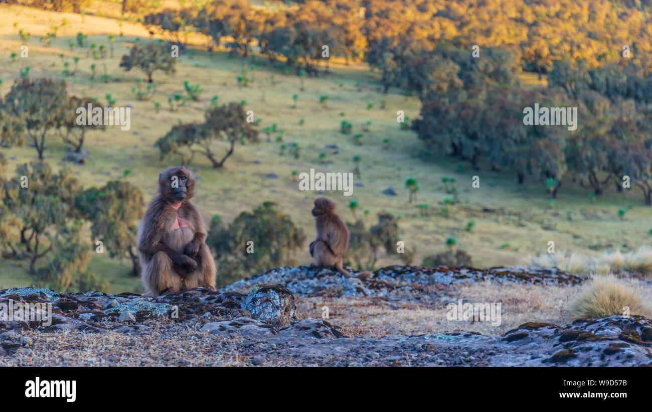 Gelada Baboons in the Simian Mountains Stock Photo - Alamy