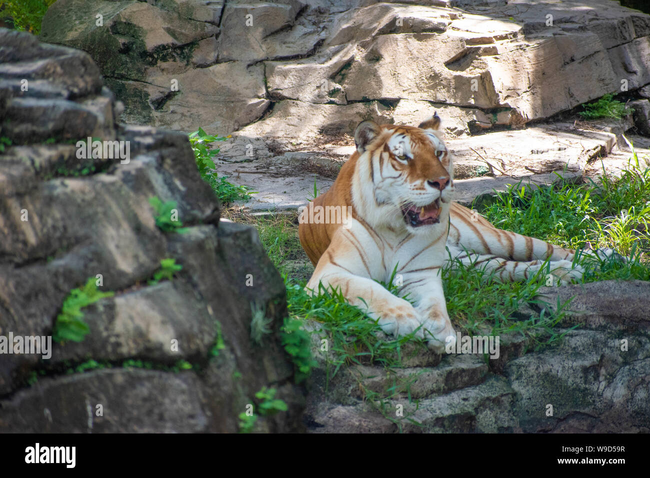 Busch garden tiger hi-res stock photography and images - Alamy