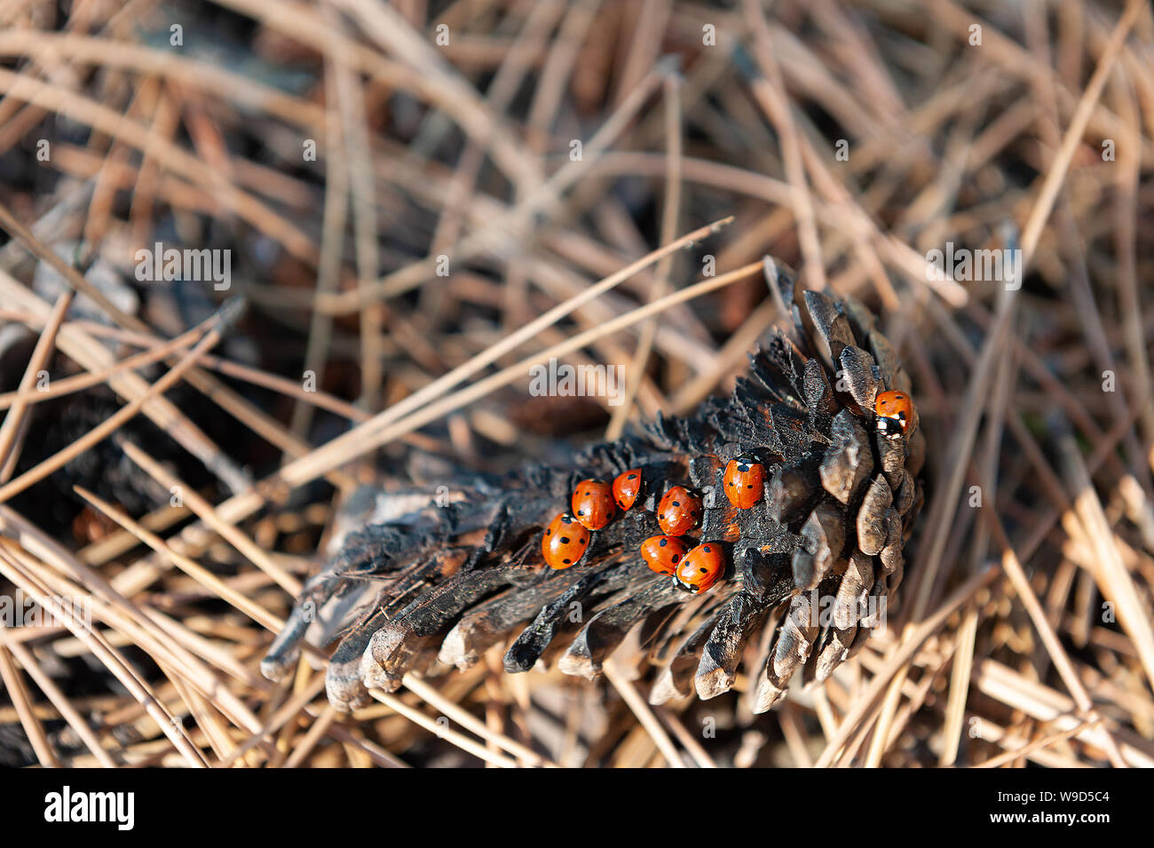 Ladybugs on a fir cone in the forest Stock Photo - Alamy