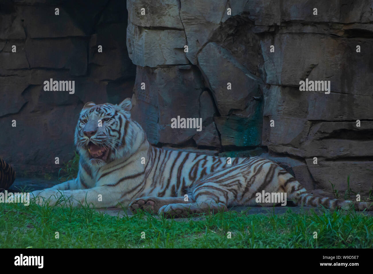Busch garden tiger hi-res stock photography and images - Alamy