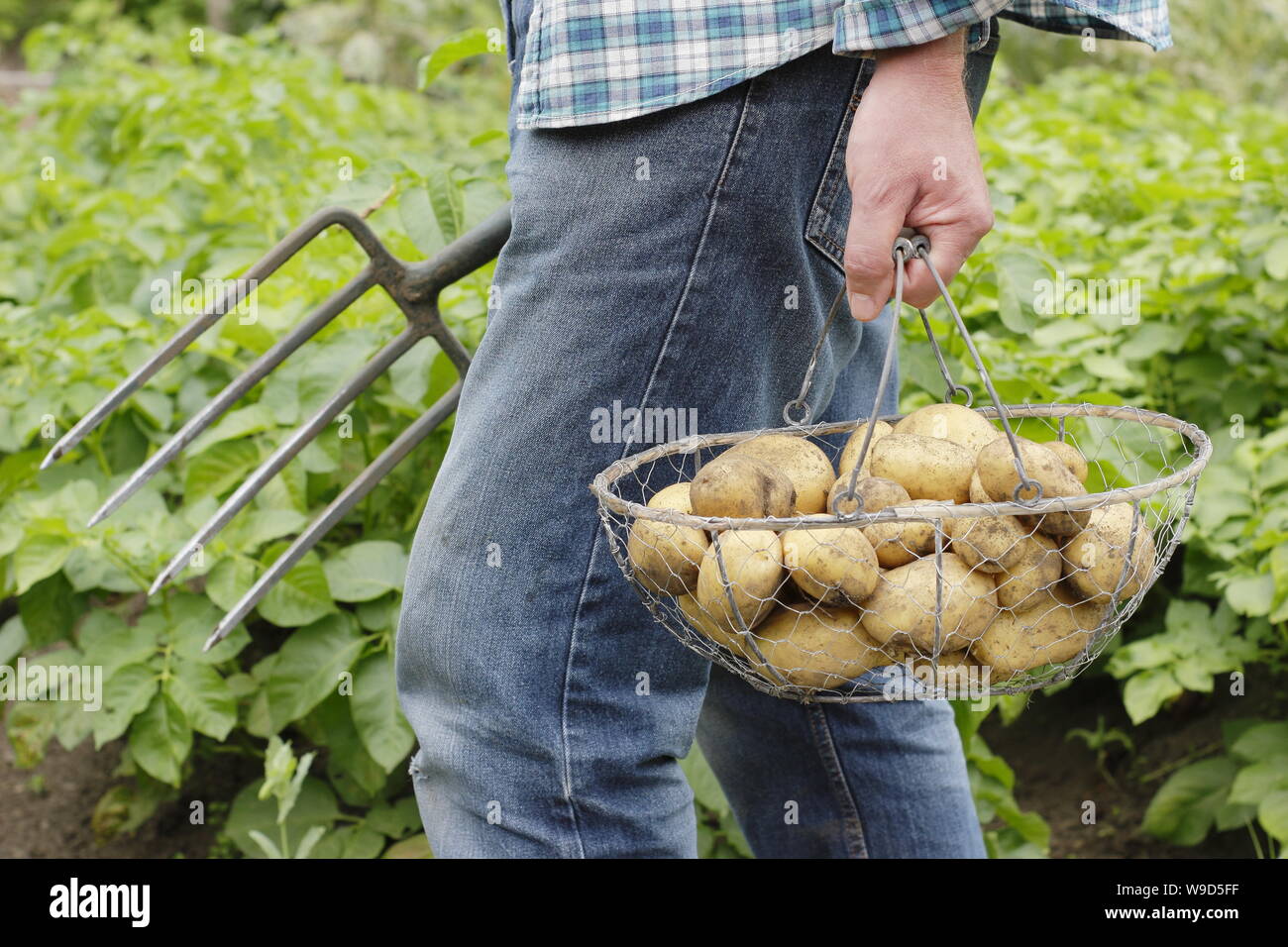 Solanum tuberosum. Freshly dug 'Lady Christl' first early potatoes in ...